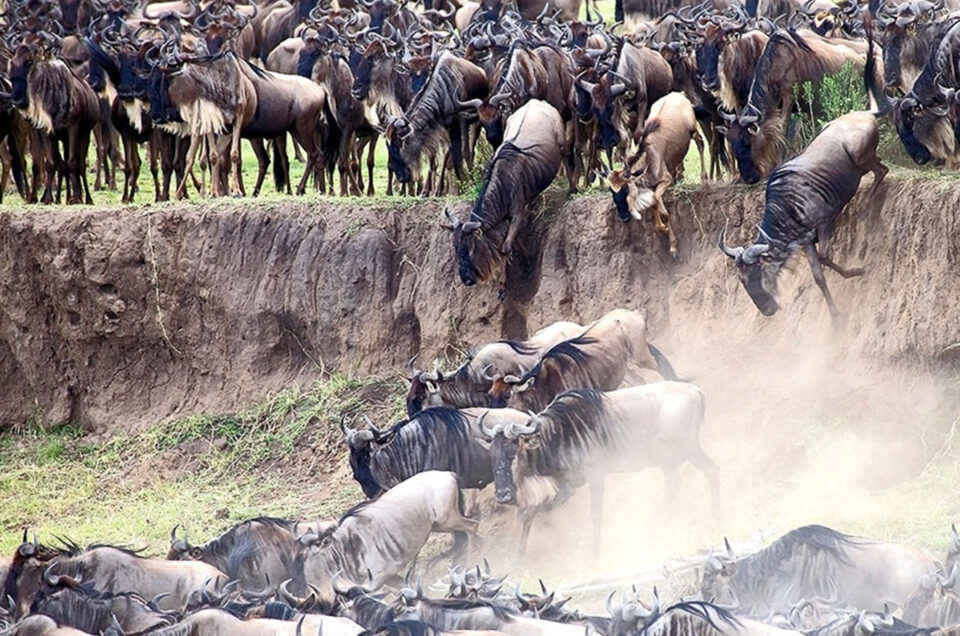 The Great Migration – Africa photo